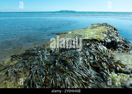 Algae growing in a dense pattern cling to a rock formation at low tide ...