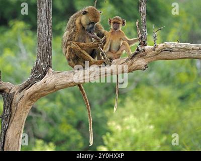 Baboon in Nyerere national park Stock Photo - Alamy