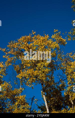 Indian summer in Marten campground in Lesser Slave Lake Provincial Park ...