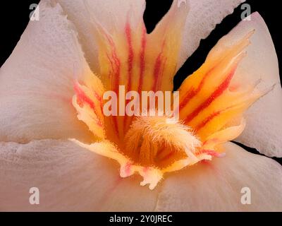 Blüte vom Oleander Nerium oleander, Makrofoto, Studiofoto Deutschland ...