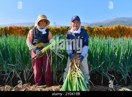 Harvest of Welsh onions Stock Photo - Alamy