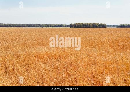 Wheat field. Background of ripening ears of meadow wheat field Stock ...