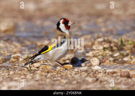 Goldfinch, Pizzoli (AQ), Italy, June 2021 Stock Photo - Alamy