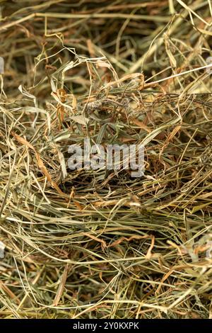 hay for animal feeding, Dehydrated Dried Grass for hay production in ...
