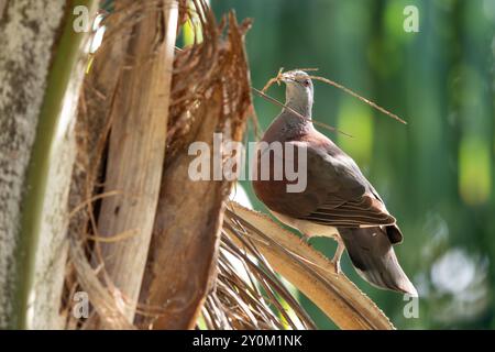 Madagascar Turtle-dove - Nesoenas picturatus, beautiful colored dove ...