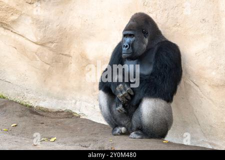 Silverback Gorilla sitting on a rock Stock Photo - Alamy