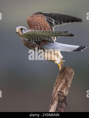 Male Kestrel diving for Prey Stock Photo - Alamy