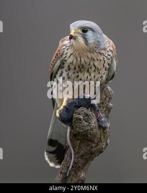 Male Kestrel diving for Prey Stock Photo - Alamy