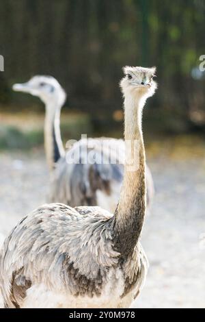 A portrait of a Greater Rhea (Rhea americana) at Hannover Zoo Stock ...