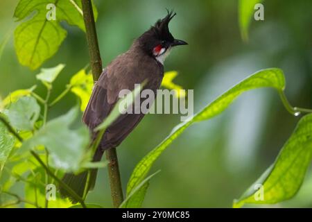 A closeup of red-whiskered bulbul perching on tree branch Stock Photo ...