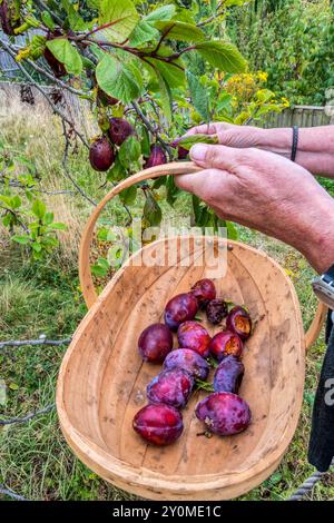Woman filling trug with plums, Prunus domestica 'Burbank Giant Prune ...