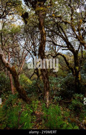 Rhododendron trees covered with moss and ferns along Lungchutse hike ...