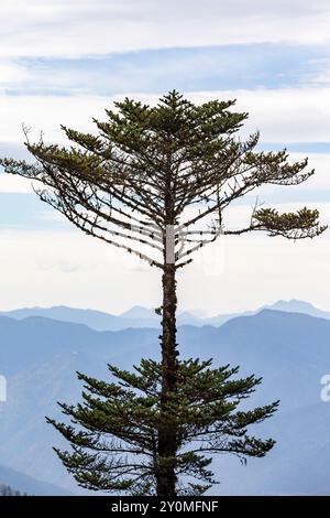 Bhutan fir (Abies densa) growing naturally along Lungchutse hike in ...