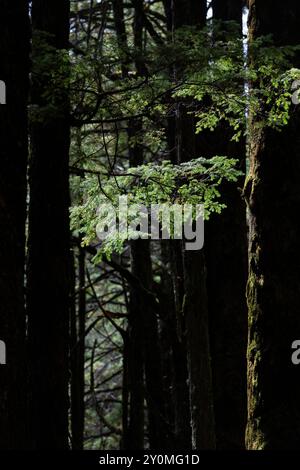 Bhutan fir (Abies densa) growing naturally along Lungchutse hike in ...
