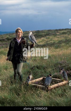 Falconry Man with falcons on a cadge and pointer dog on moor Nicholas ...