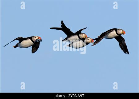 Puffins at Lundey Island Stock Photo - Alamy