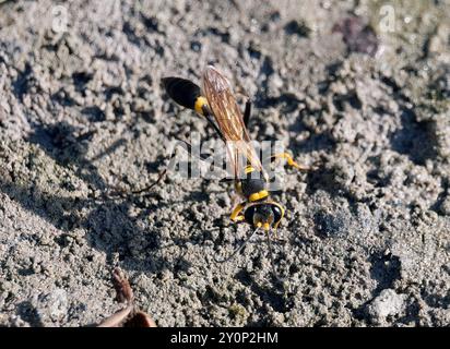 thread-waisted wasp, Sceliphron asiaticum, kaparódarázs, Isabela Island ...