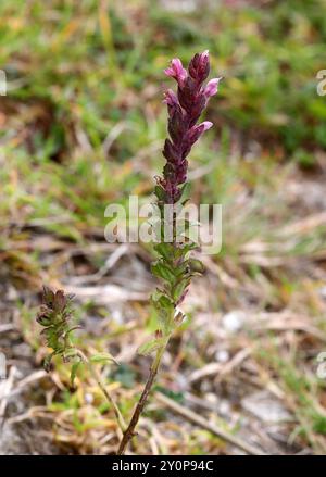 Red Bartsia (Odontites verna Stock Photo - Alamy