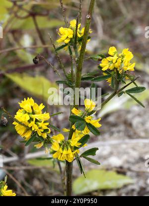 sickle alfalfa (Medicago falcata Stock Photo - Alamy