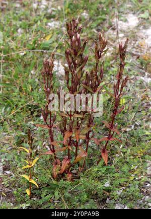 Autumn Dwarf Gentian, Felwort (Gentianella amarella), flowering Stock ...