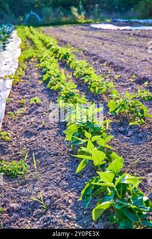 Rows of young plants in plastic seedling trays are arranged on a ground ...