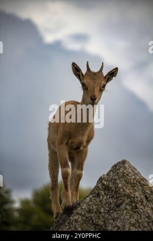 Carpa falconeri heptner. Turkmenian Markhor unique species. Young goat ...