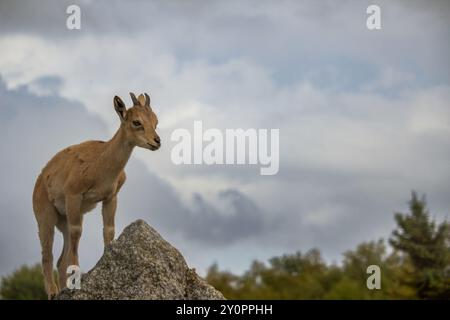 Carpa falconeri heptner. Turkmenian Markhor unique species. Young goat ...
