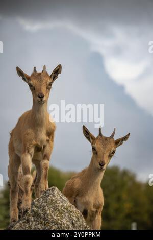 Carpa falconeri heptner. Turkmenian Markhor unique species of goats ...