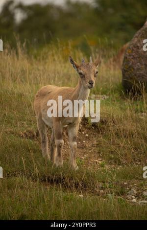 Carpa falconeri heptner. Turkmenian Markhor unique species of goat ...