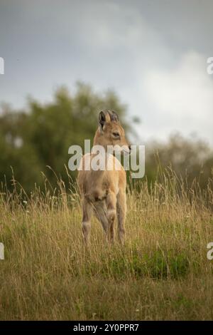 Carpa falconeri heptner. Turkmenian Markhor unique species of goat ...