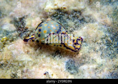 Colorful sea bubble snail - Haminoea cyanocaudata Stock Photo - Alamy