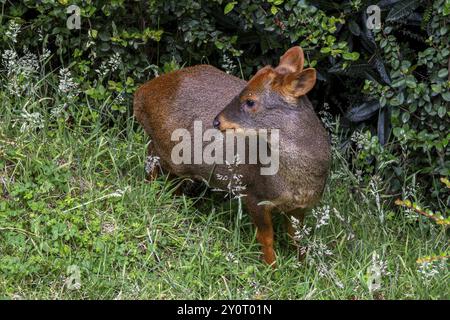 Southern pudu (P. puda), Parque Tepuhueico, Chiloe, Chile, South ...