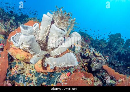 Grey tube sponges, Niphates olemda, with white sea cucumbers, Synaptula ...