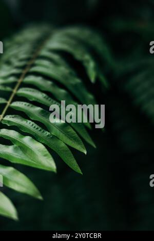 Green ferns leaves in a wild forest Stock Photo - Alamy
