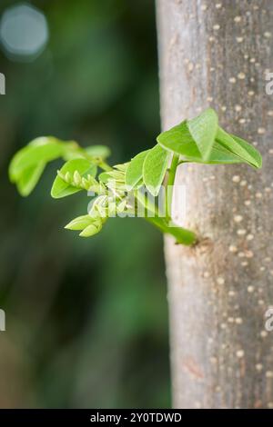 kakawate or madre de cacao plant leaves in garden, valuable tropical ...
