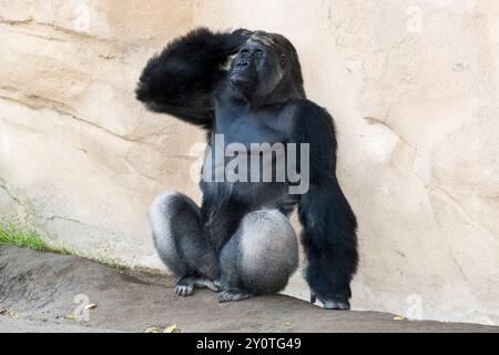 Silverback Gorilla sitting on a rock Stock Photo - Alamy