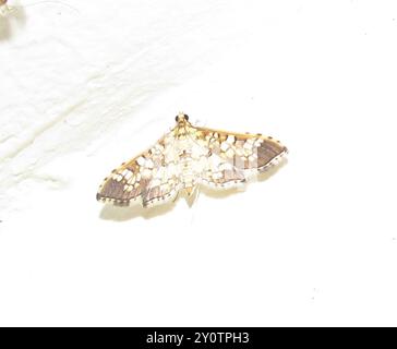Assembly Moth (Samea ecclesialis Stock Photo - Alamy