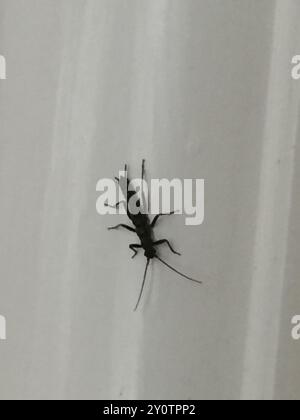 Small Winter Stoneflies (Capniidae) Insecta Stock Photo - Alamy