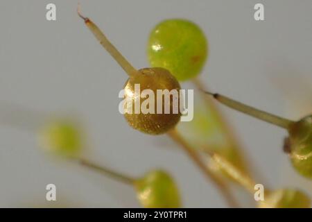 common bladder moss (Physcomitrium pyriforme) Plantae Stock Photo - Alamy