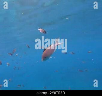 Brown Chromis (Azurina multilineata) Actinopterygii Stock Photo - Alamy