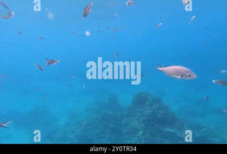 Brown Chromis (Azurina multilineata) Actinopterygii Stock Photo - Alamy