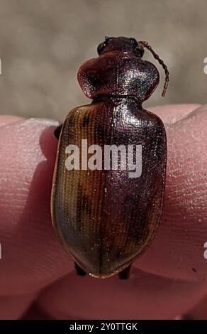 Caterpillar-hunter Beetles (Calosoma) Insecta Stock Photo - Alamy