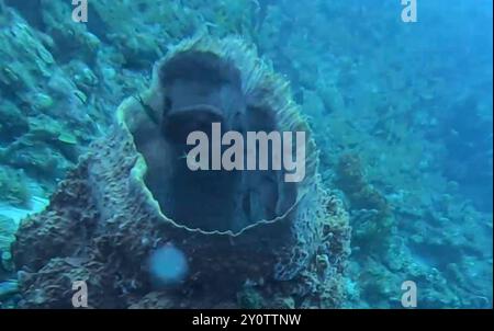 Brown Chromis (Azurina multilineata) Actinopterygii Stock Photo - Alamy