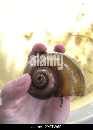 Common Apple Snails (Pomacea) Mollusca Stock Photo - Alamy