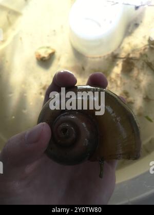 Common Apple Snails (Pomacea) Mollusca Stock Photo - Alamy