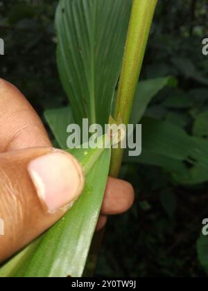 (Zingiber roseum) Plantae Stock Photo - Alamy