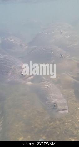 Jungle Perch (Kuhlia rupestris) Actinopterygii Stock Photo - Alamy