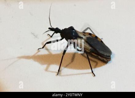 Kissing Bugs (Triatominae) Insecta Stock Photo - Alamy