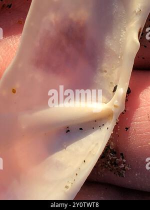 Pacific Razor Clam (Siliqua patula) Mollusca Stock Photo - Alamy