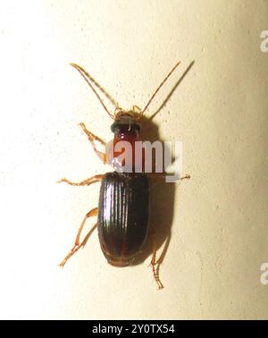 (Stenolophus alacris) Insecta Stock Photo - Alamy